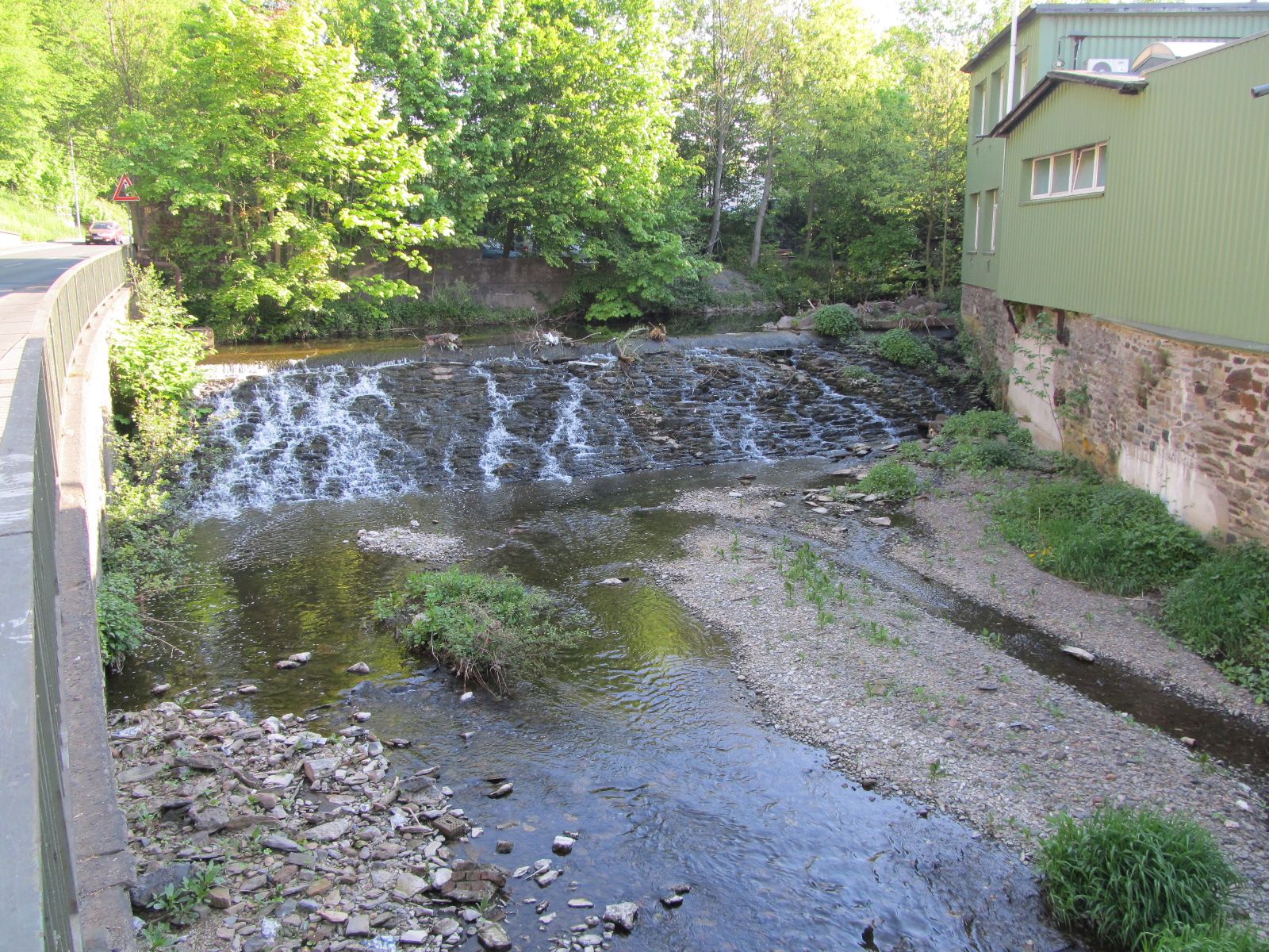 unser-siegen.com_Stadtwiki-Beitrag Lachse in die Sieg_Copyright Foto ...